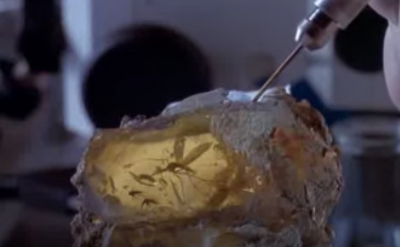 Scientists Pulled Animal DNA Out Of Resin And Now It's Time To Prepare ...