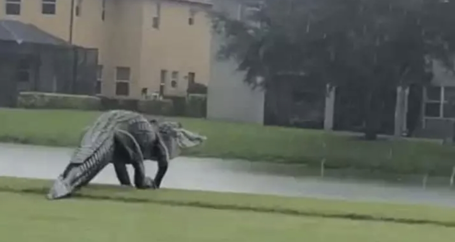 Seeing This Colossal Alligator On A Florida Golf Course Is Like A Trip ...
