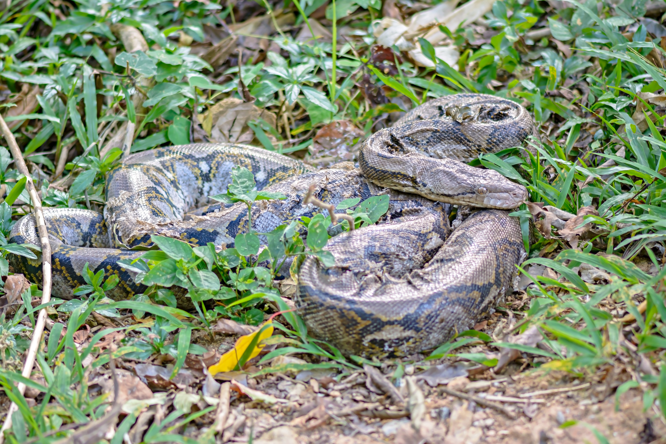 Python Attacks Puppy Until Aussie Woman Goes All 'Oh Hell Nah' And ...