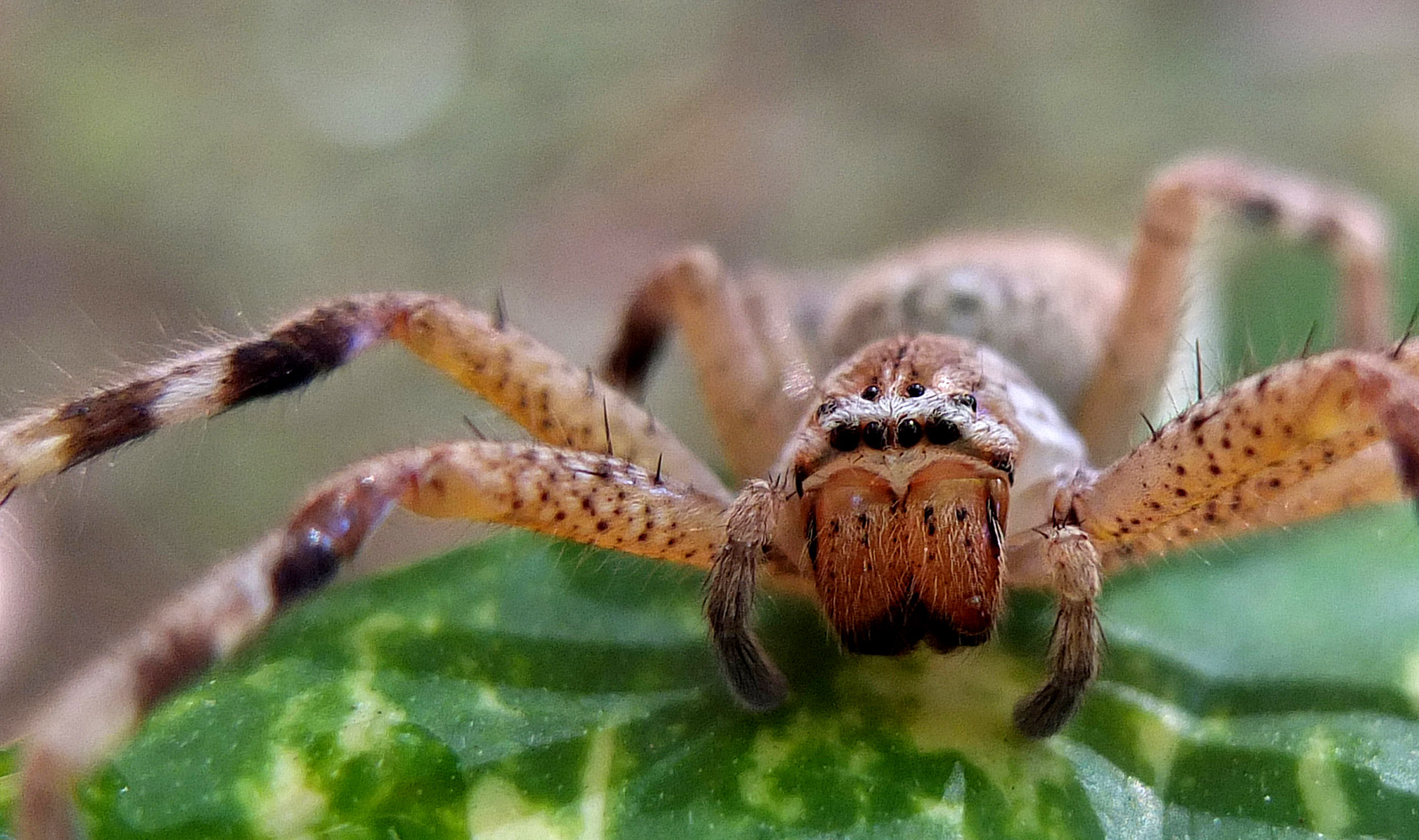 Family Finds Infestation Of Hundreds Of Spiders In Home, Surprisingly ...