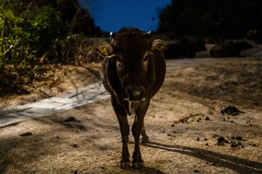 Rogue Colombian Cow Wreaks Havoc On A Hospital Waiting Room, Attacks ...