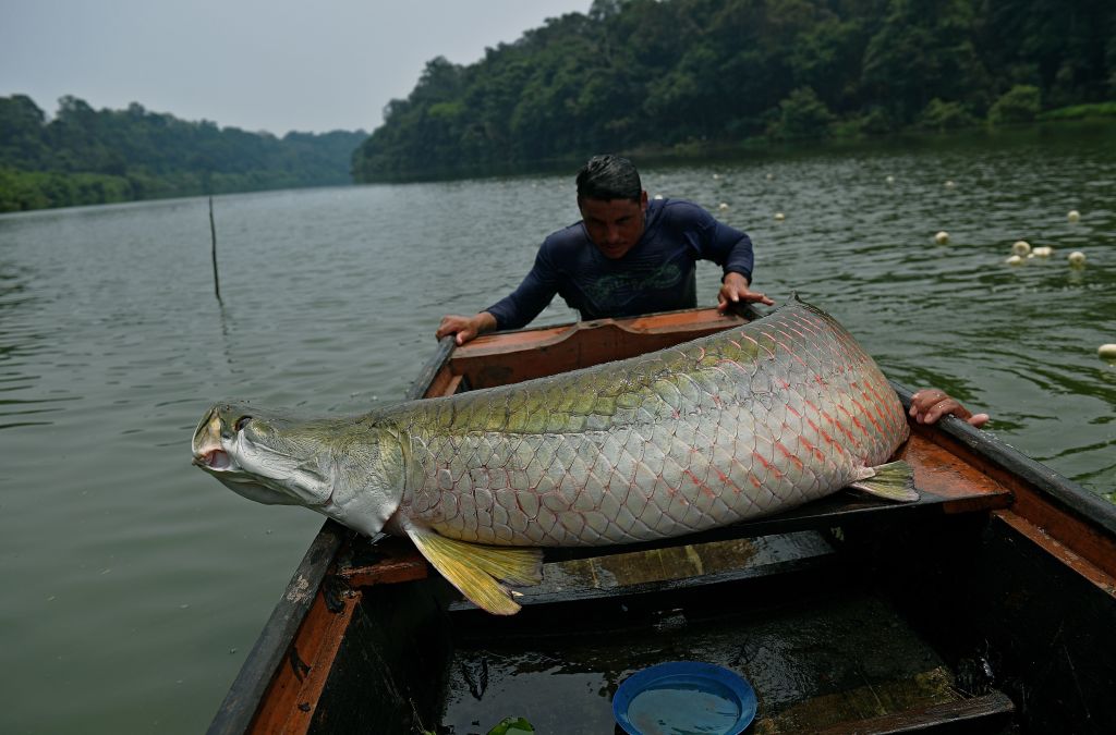 Arapaima, A Predatory Fish Native To The Amazon, Washes Up On Shore Of ...