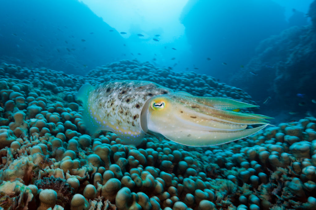 Cephalopods Ace Cognitive Test Designed For Human Children - BroBible