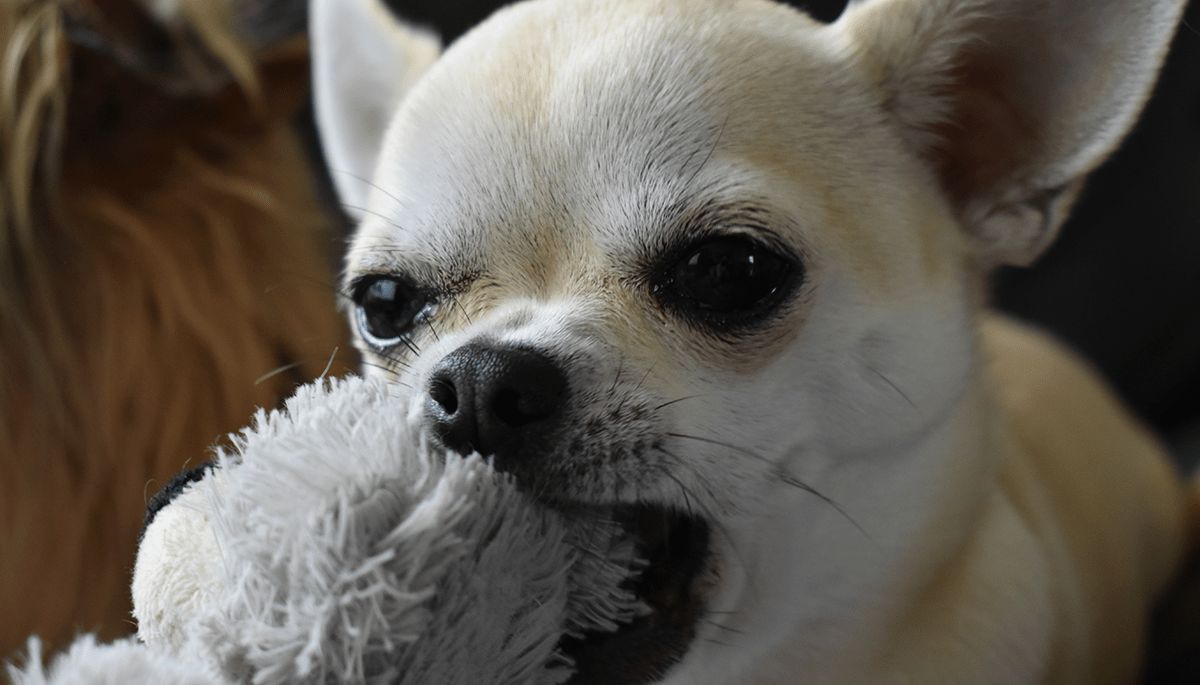 Dog Owner Living In A 'Demonic Chihuahua Hellscape' Posts A Hilarious ...