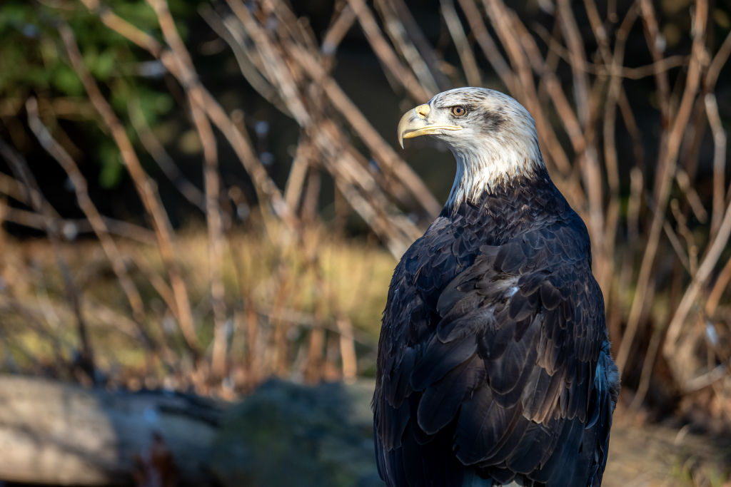 Bald Eagle Hunts Down A Seagull On A Golf Course In Intense Video ...