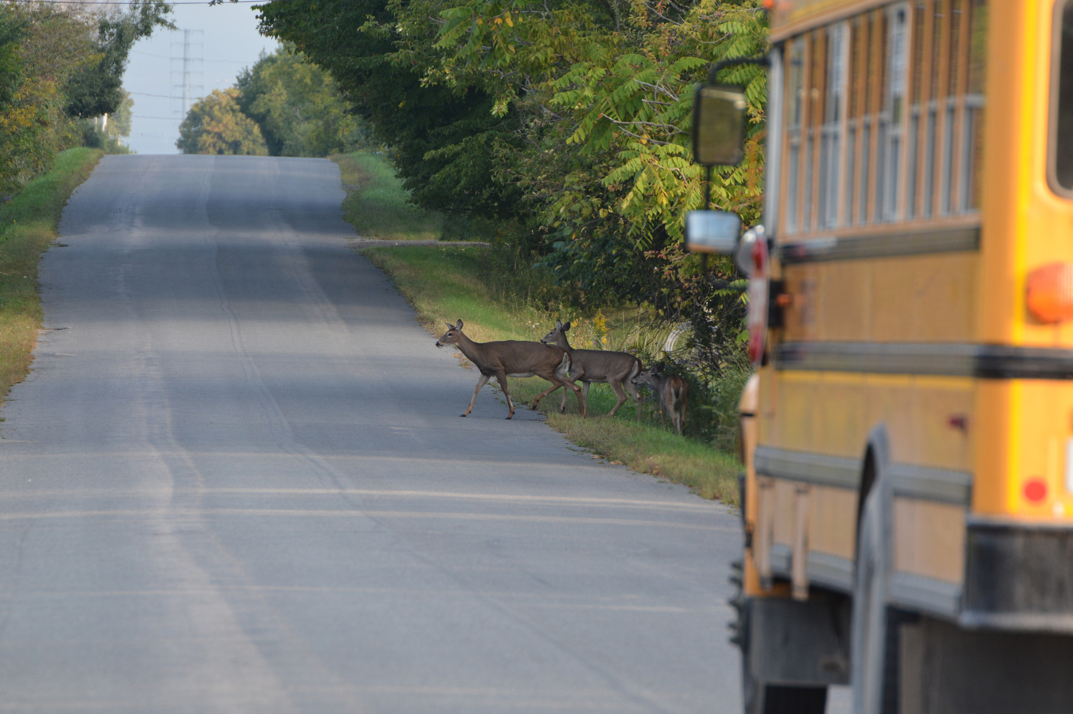 Footage From Inside A School Bus Shows Moment Deer Comes Flying Through ...