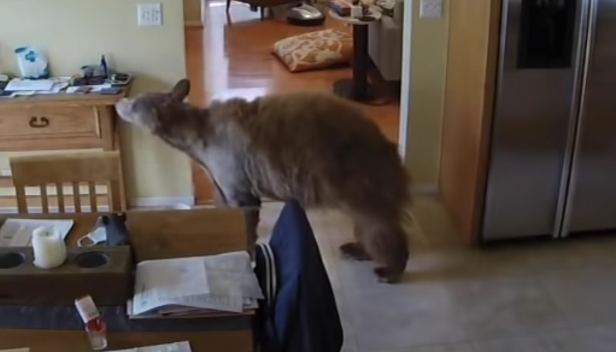 This Video Of Two Tiny Terriers Chasing A Bear Out Of A House Is The ...