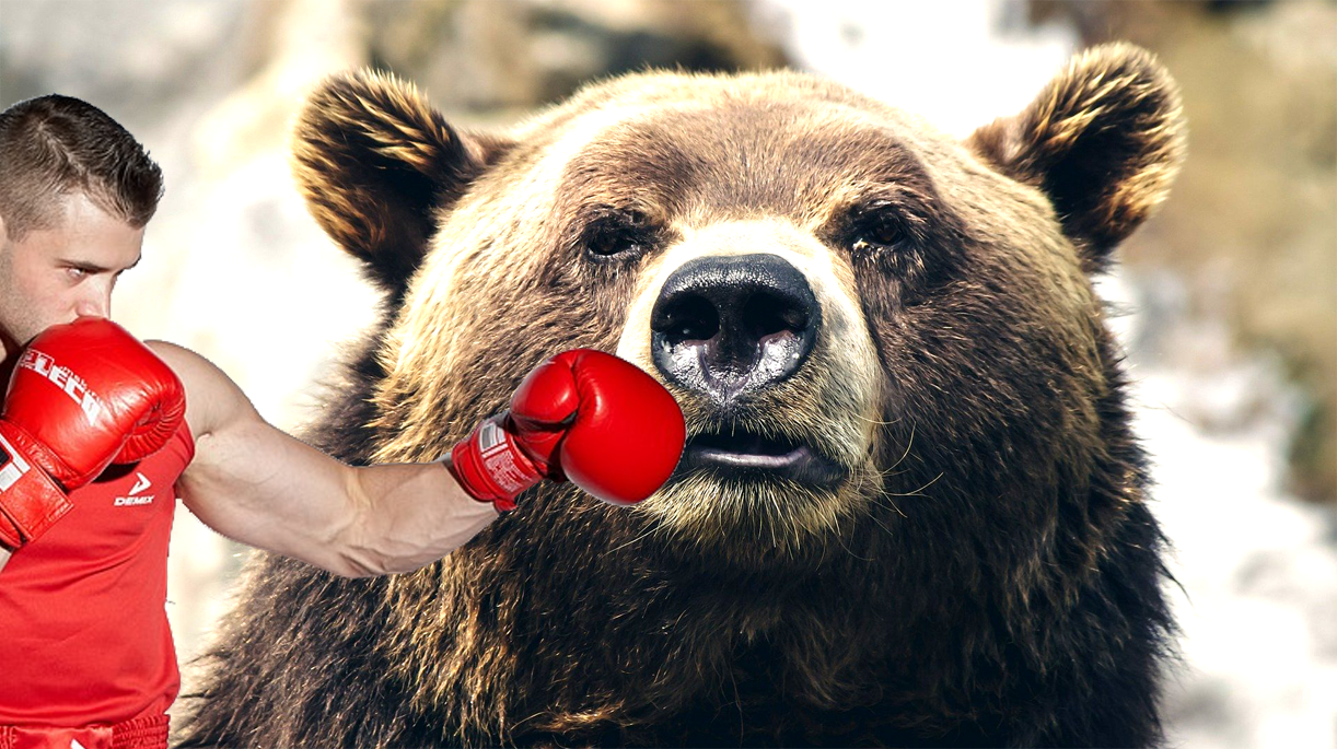 Poll About Which Animals Americans Think They Could Beat In A Fight