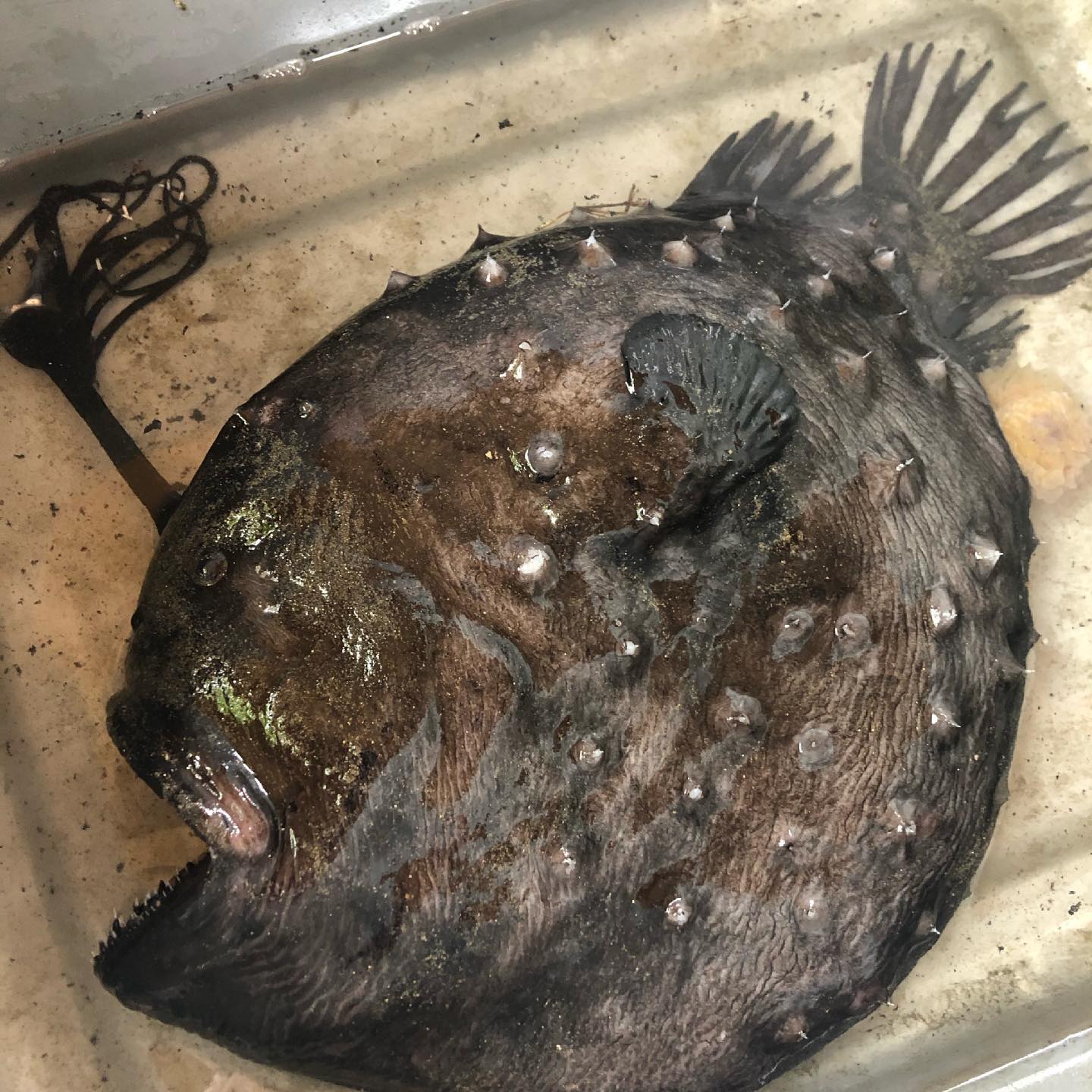 Horrifying Angler Fish Known As Pacific Footballfish Washes Up On Beach