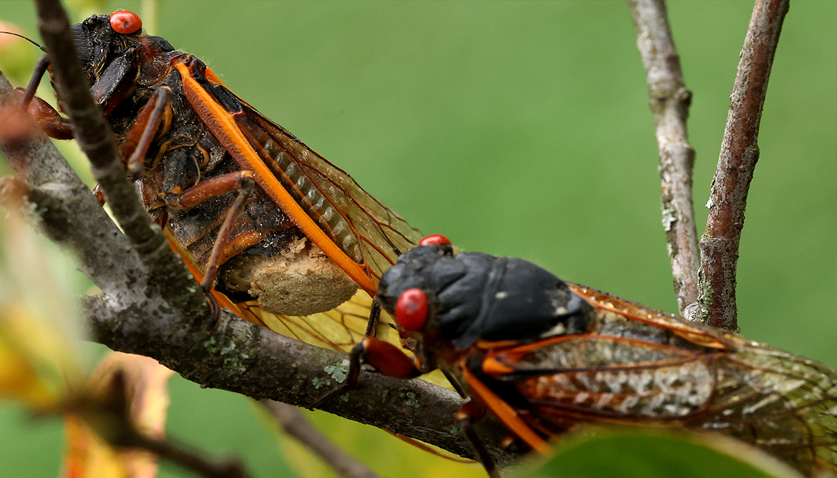 Cicadas Will Spend The Summer Peeing On As Many Things As They Can