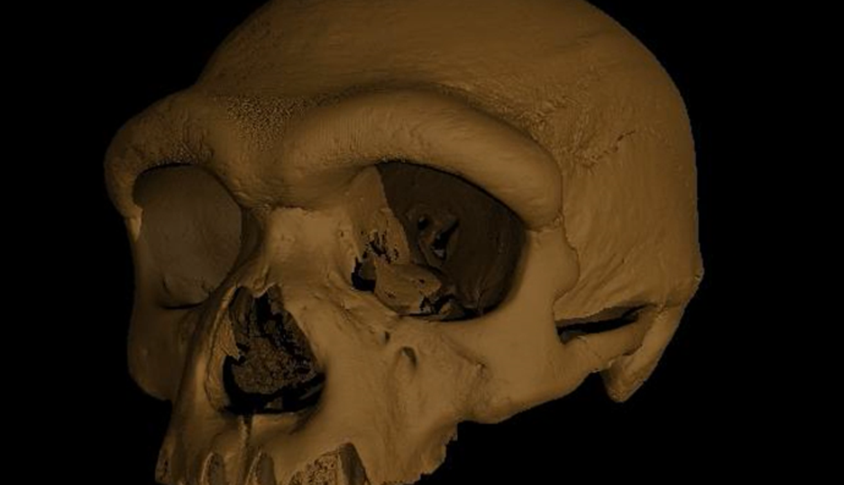'Dragon Man' Skull Discovered By Scientists In China Raises Questions