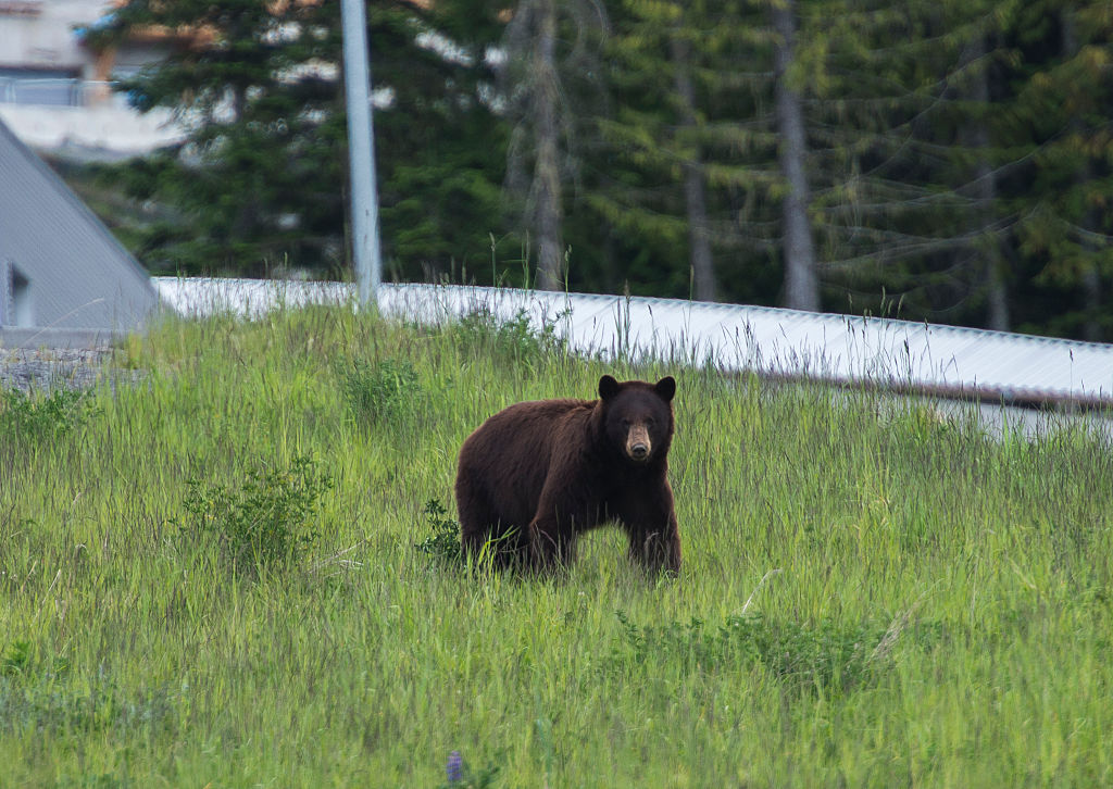 Terrifying Video Shows Bear Charge Mountain Biker In British Columbia