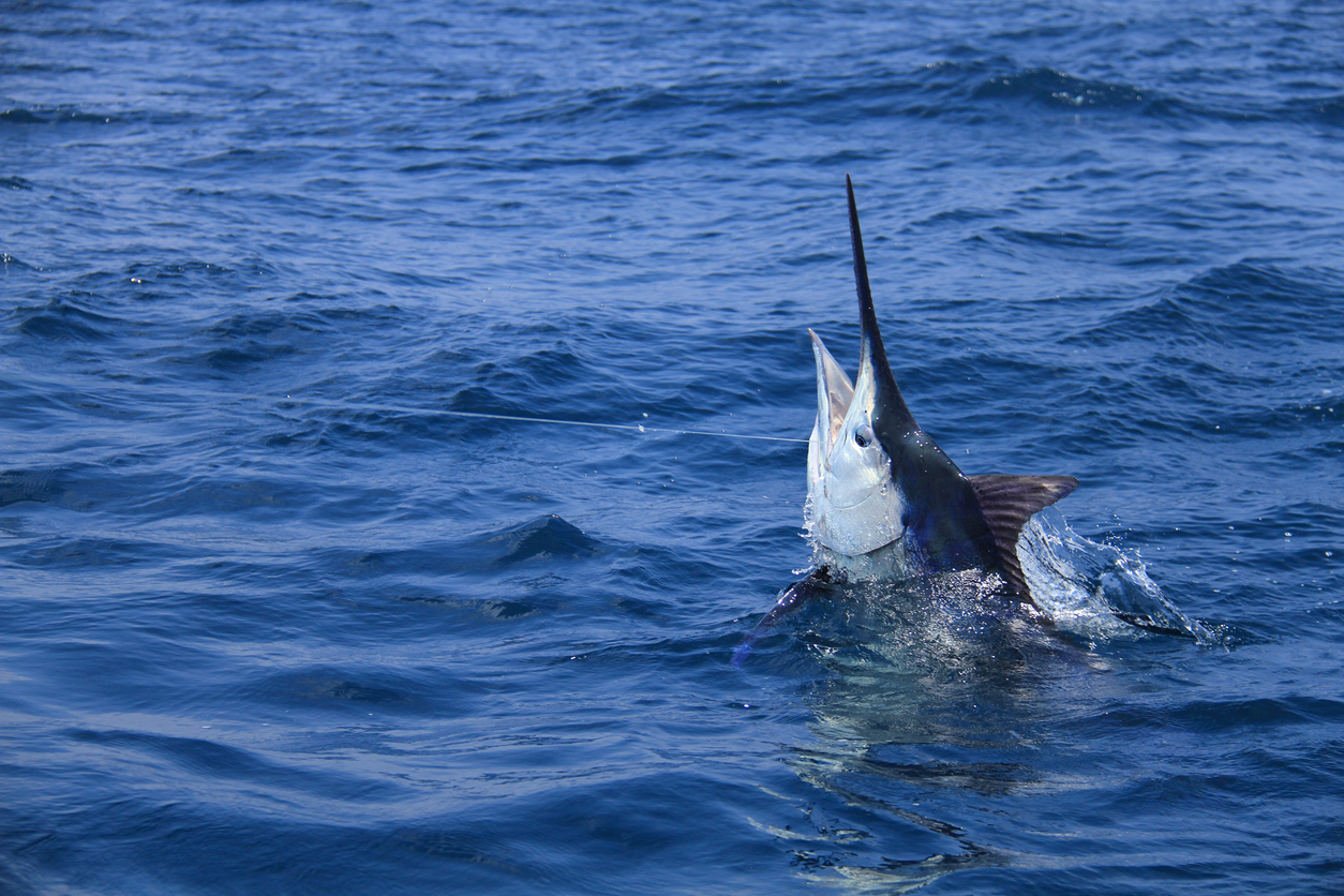 1,370 Pound Blue Marlin Is Second Largest Ever Caught In The Atlantic