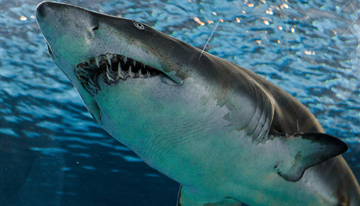 Archaeologists Discover The World's Oldest Shark Attack Victim