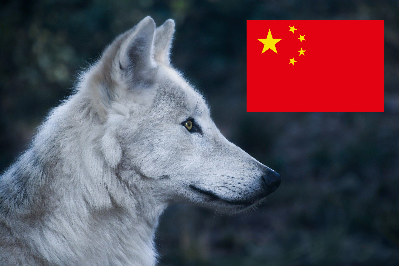 Video: Wolves Chase Actors, Run Through Audience In Live Show In China