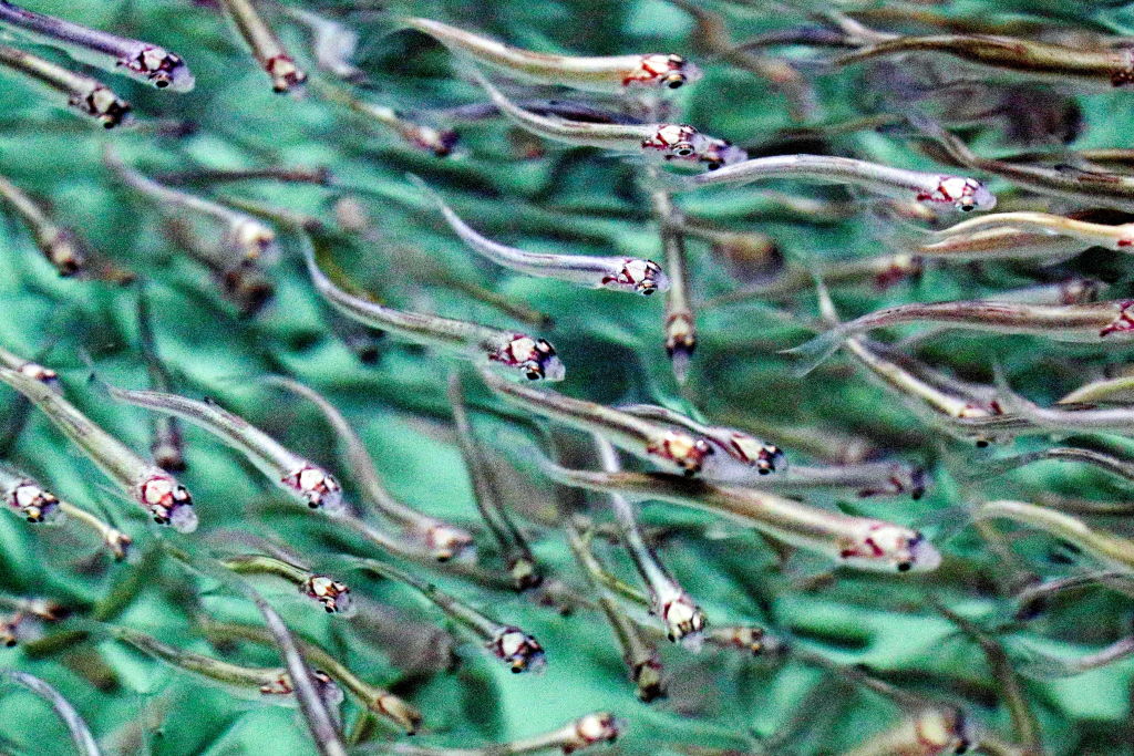 Thousands Of Utah Fish Dumped From Plane In Mesmerizing Video