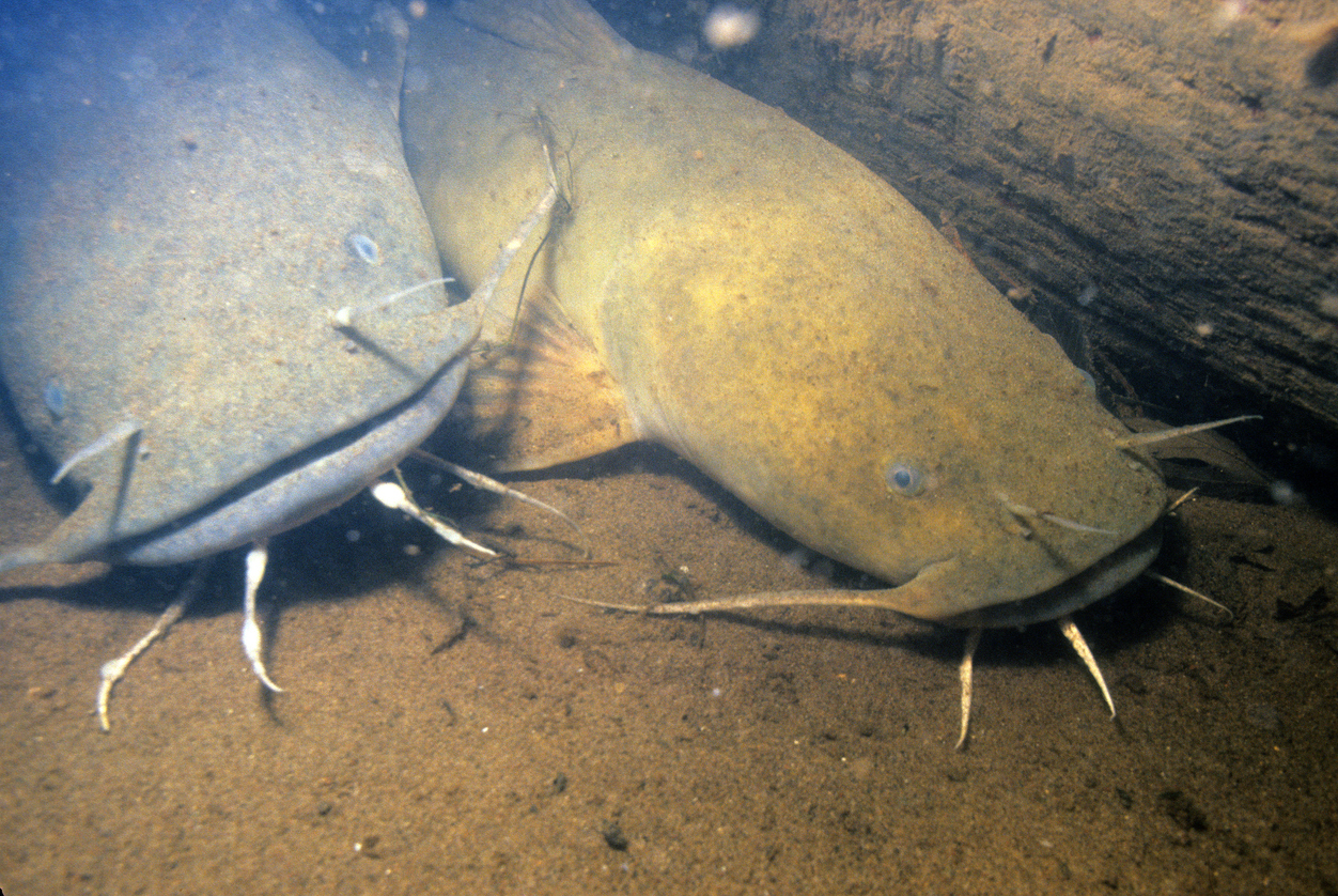 Noodling Fisherman Catches 106-Pound Flathead Catfish By Hand