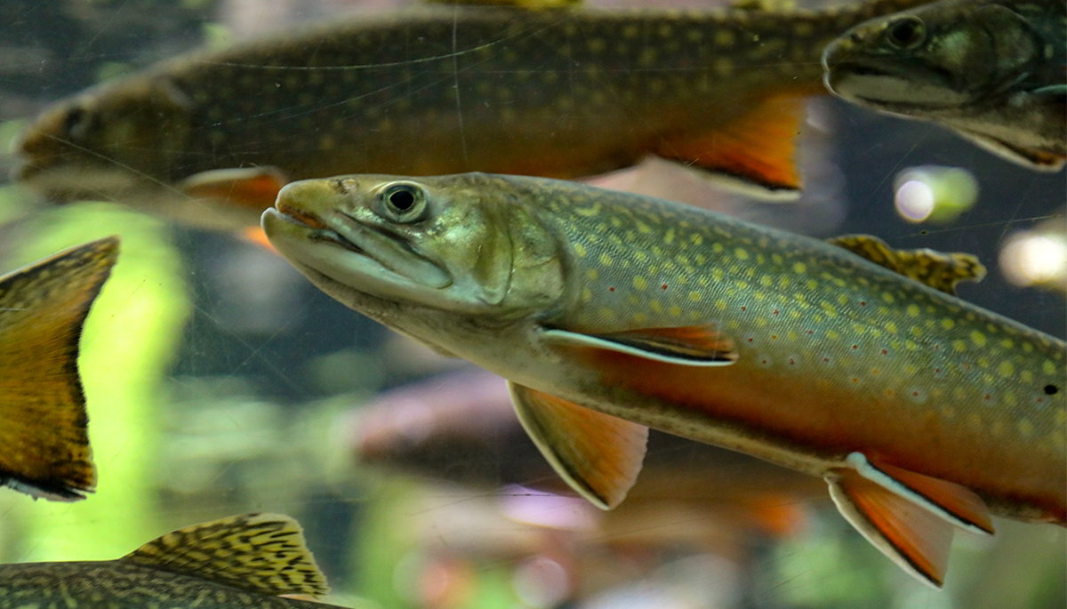 Fish Can Get Addicted To Meth And It Could Be A Big Environmental Issue