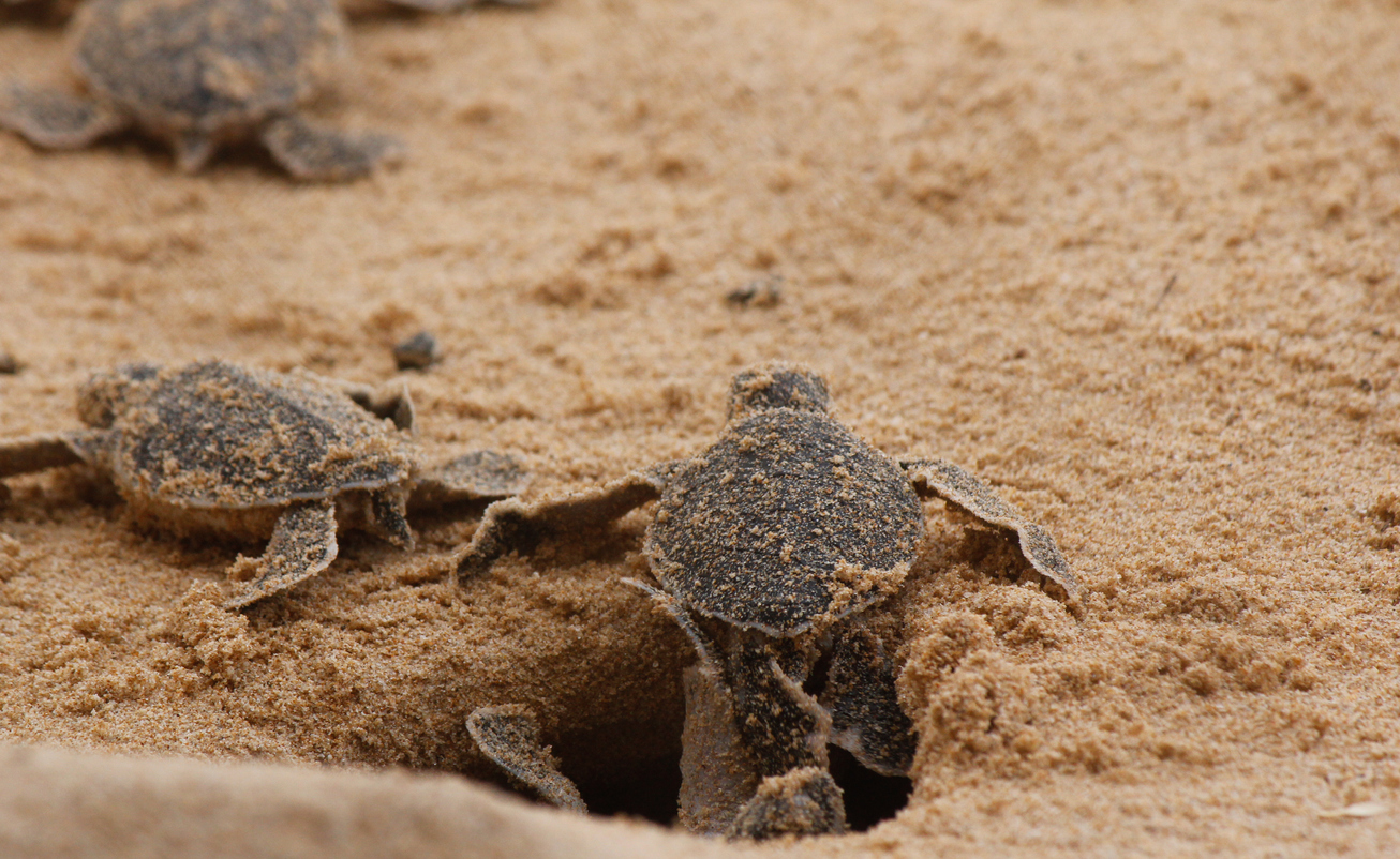 Two-Headed Sea Turtle Found At Edisto Beach State Park