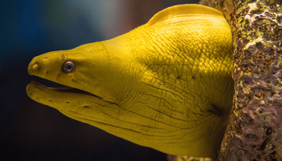 Don't Shove An Eel Up Your Butt To Cure Constipation Like This Man Did