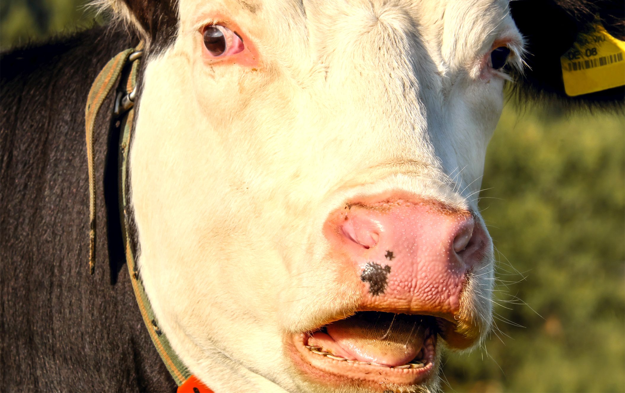 Cow Spotted Going Through McDonald's Drive-Thru In Backseat Of A Car