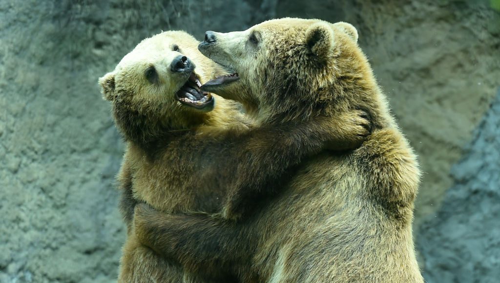 WATCH: Two Massive Brown Bears Fight Intense Brawl Over Territory