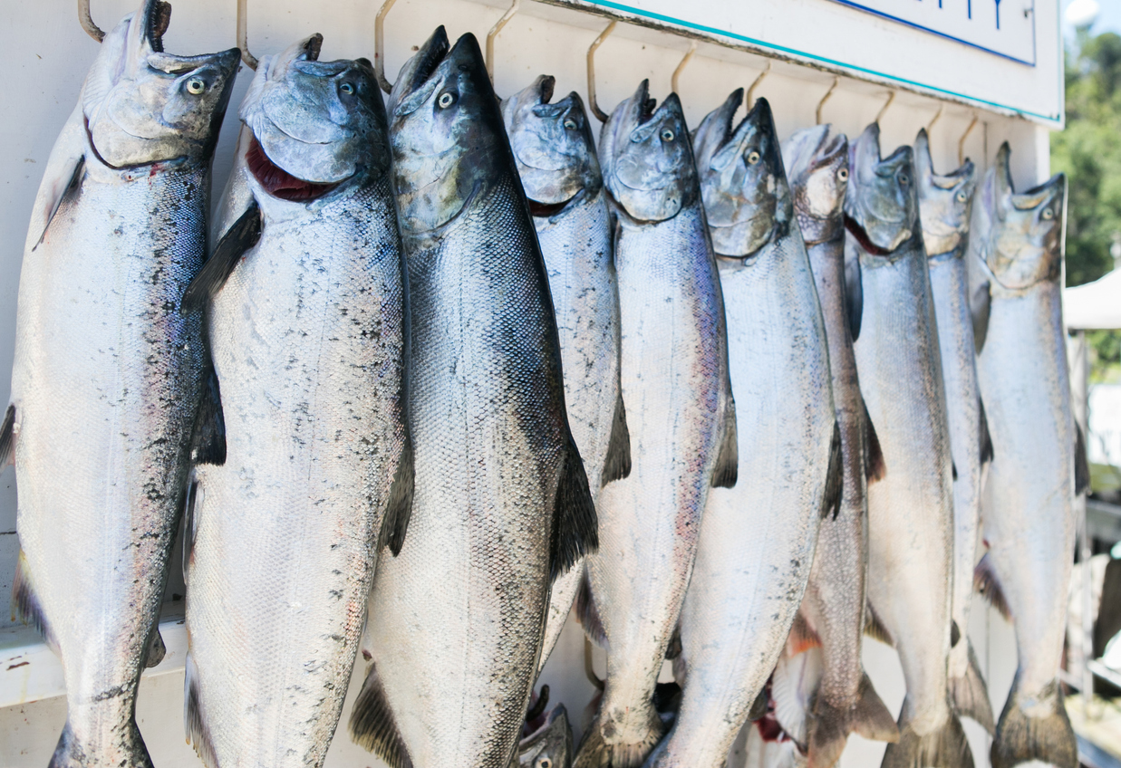 Teen Breaks 43-Year King Salmon Record, Biggest Caught In Great Lakes