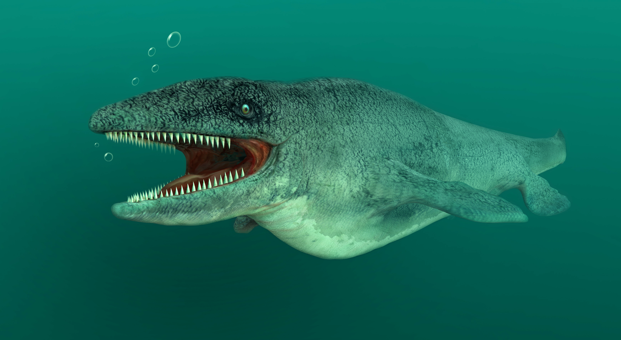 18 Foot Long Prehistoric Sea Monster, A Mosasaur, Discovered In Kansas