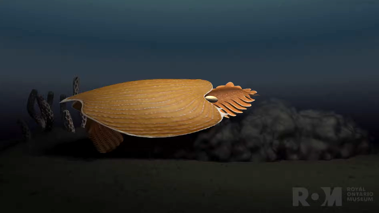 500 Million Year-Old 'Alien-Looking' Sea Creature Discovered In Canada