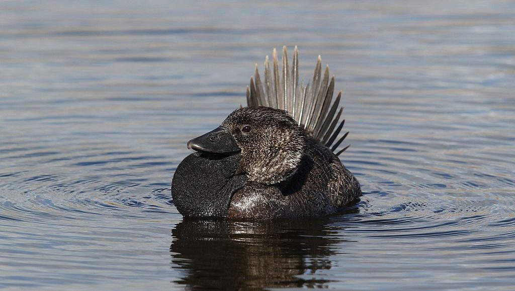 Australian Duck, Ripper, Learns How To Swear, Say 'You Bloody Fool'