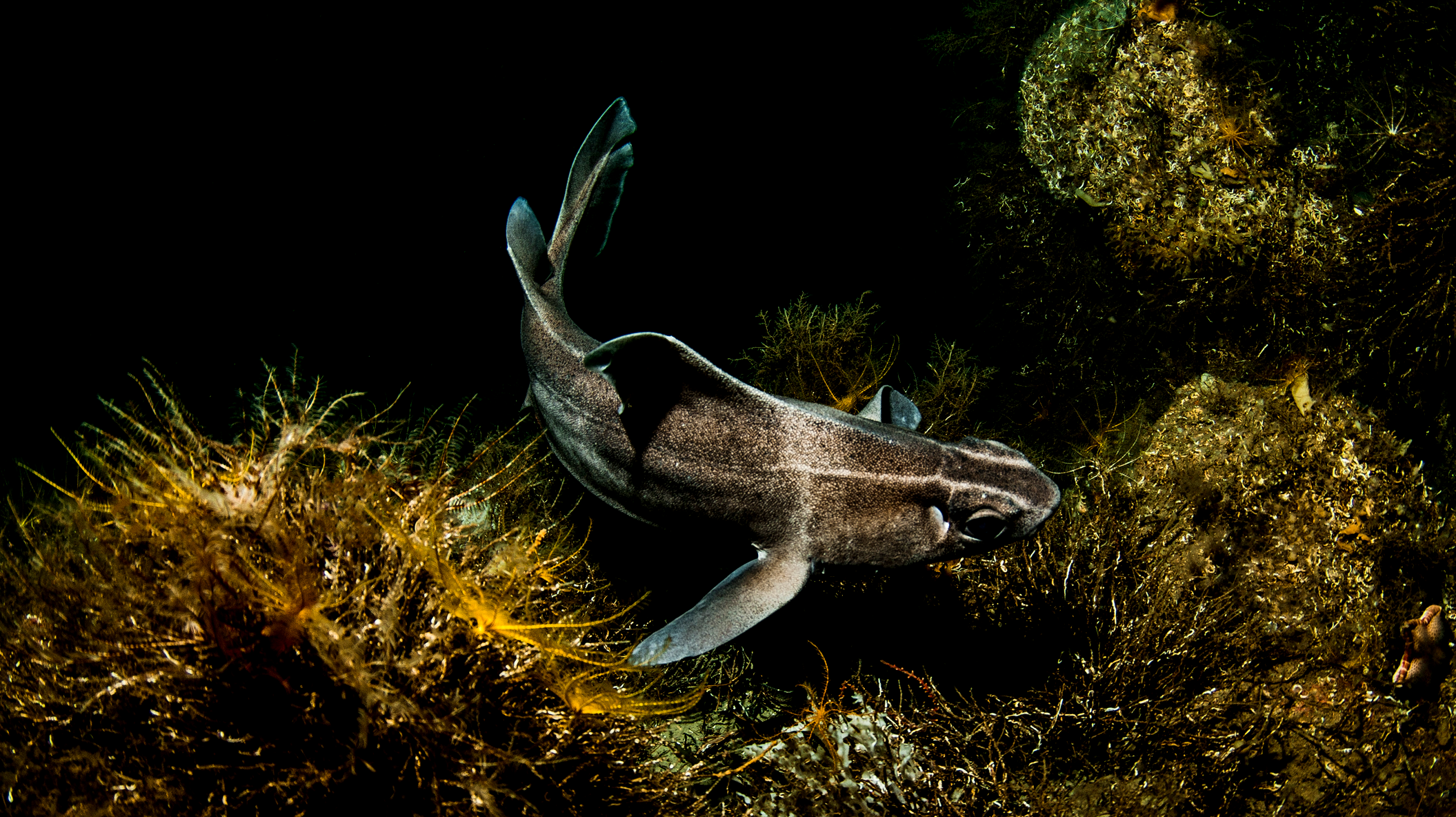 Naval Officers Shocked By Fish With Body Of A Shark And Face Of A Pig