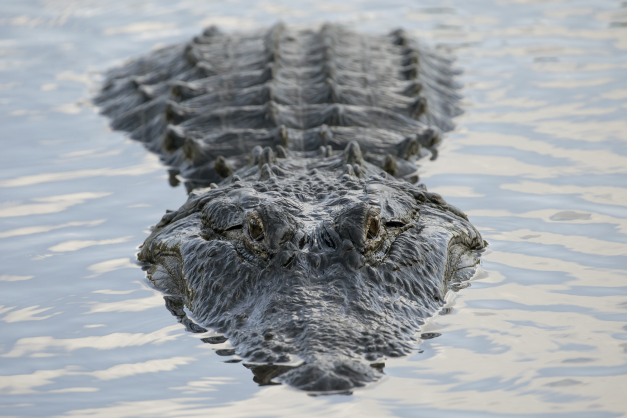 Photographer Captures Picture Of 'Biggest Alligator Ever Seen' In Florida