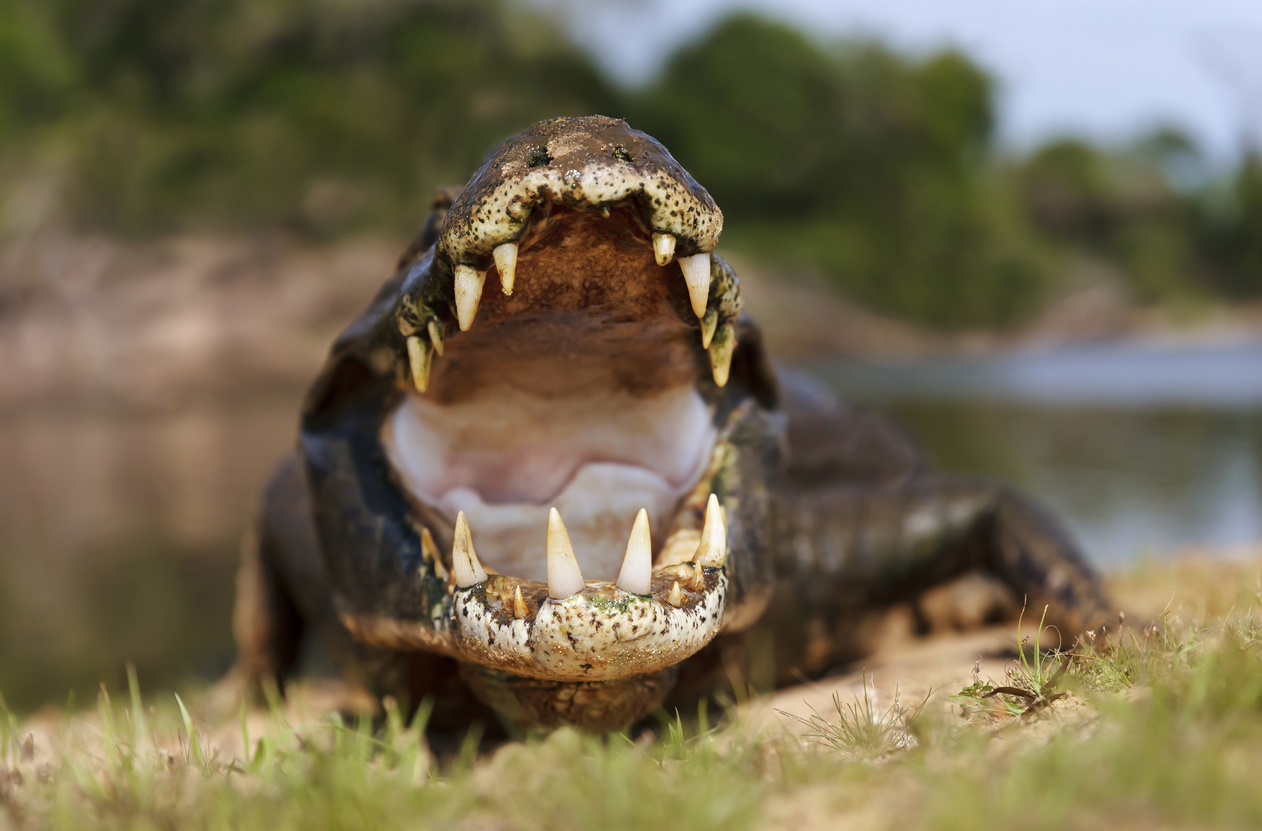 12-Foot Alligator Breaks Into Florida House, Removing It Was A Nightmare