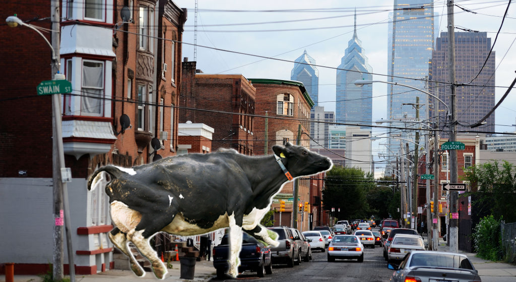 LOOK: Philadelphia Cow Escapes Butcher, Runs Loose In City Streets
