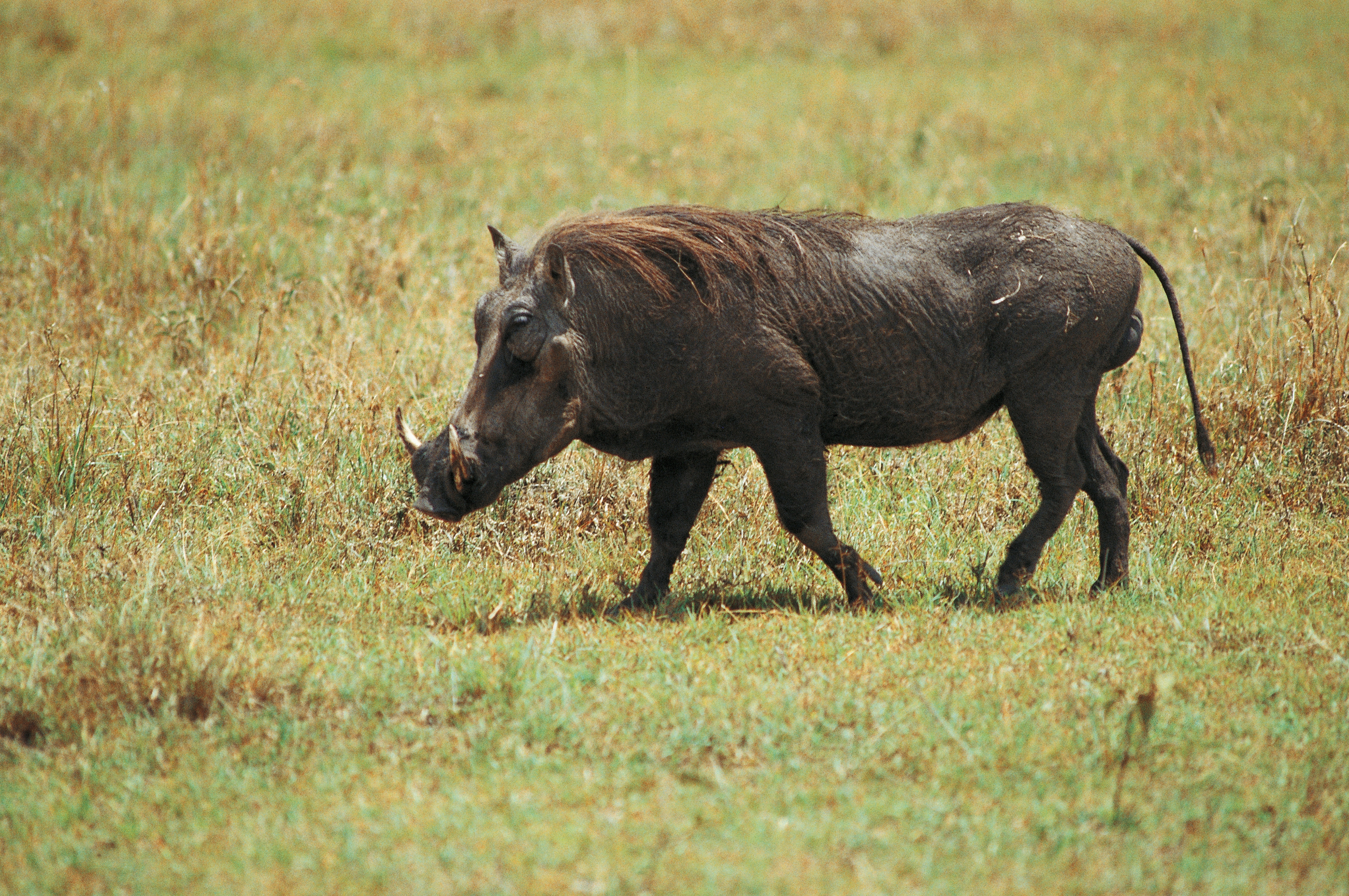 Hilarious Video Shows Warthog Attack Man, Causes 'Pumbaa' To Trend