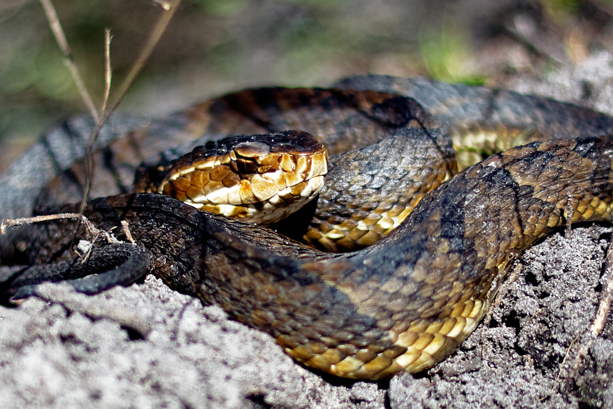 Viral Florida Man Who Caught Gator With Trash Can Catches Big Snake