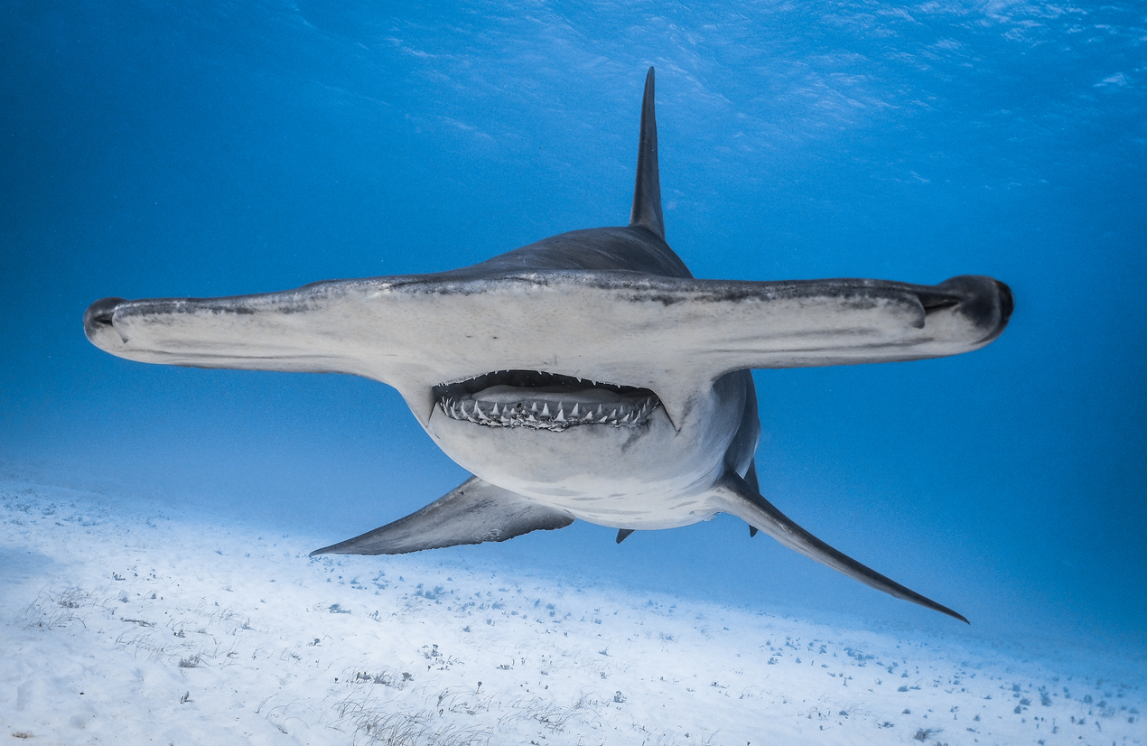 Hammerhead Caught Off North Carolina Beach Measured 13-Feet