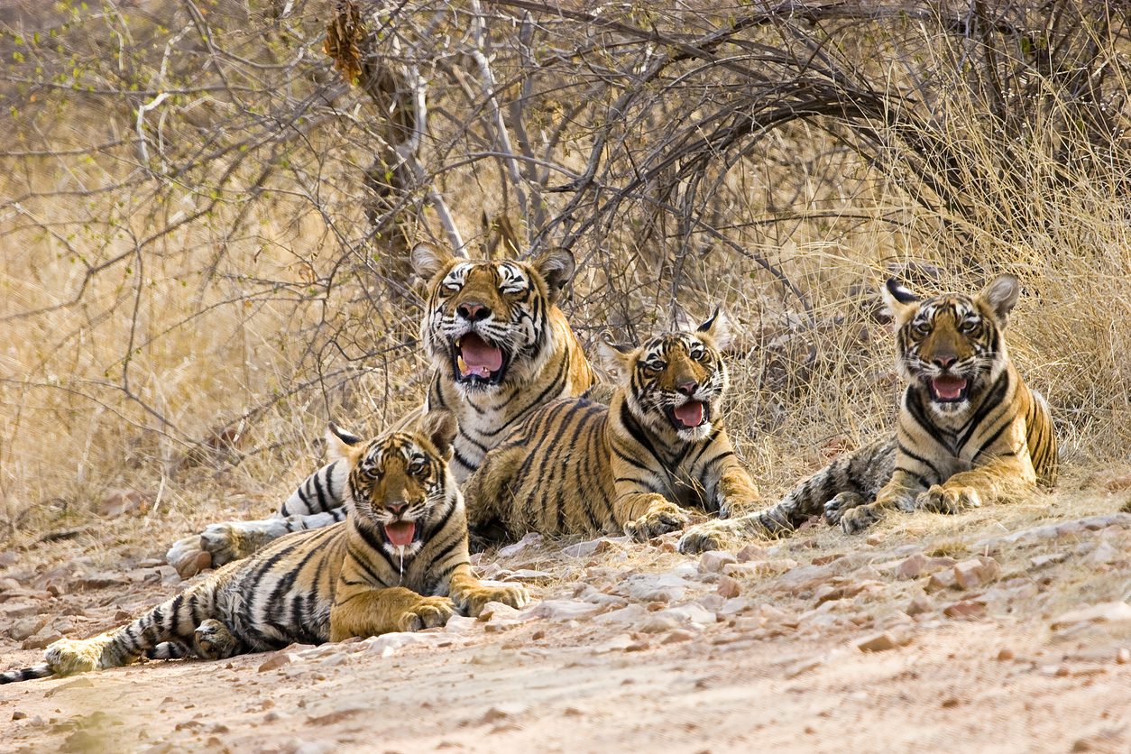 Footage Of Six Wild Tigers Walking Together Goes Viral