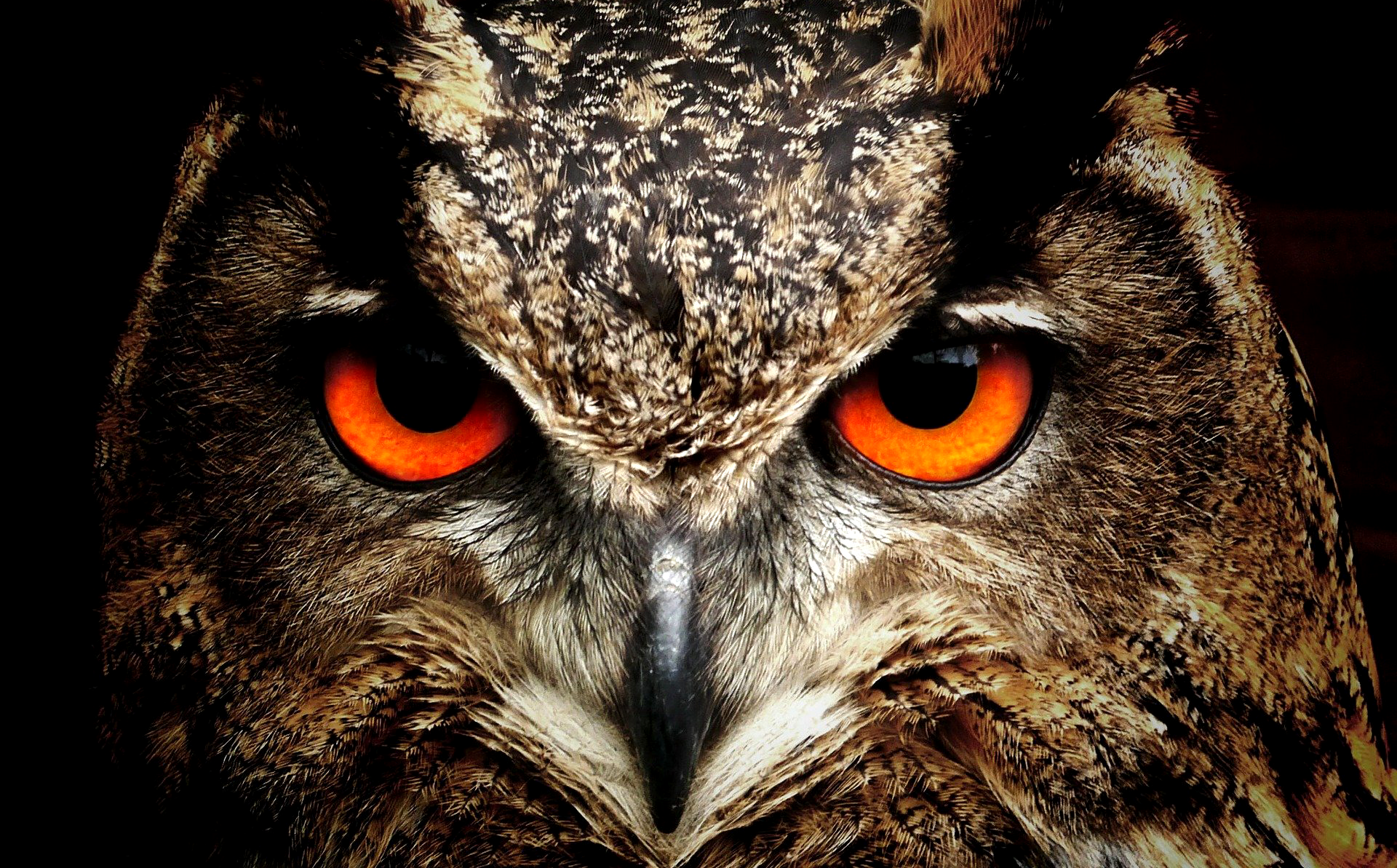 New Study Tries To Explain How Birds Survived Dinosaur-Killing Asteroid