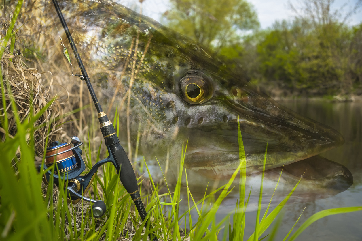 Minnesota Man Breaks Muskie Fishing Record With 55-Pound Fish