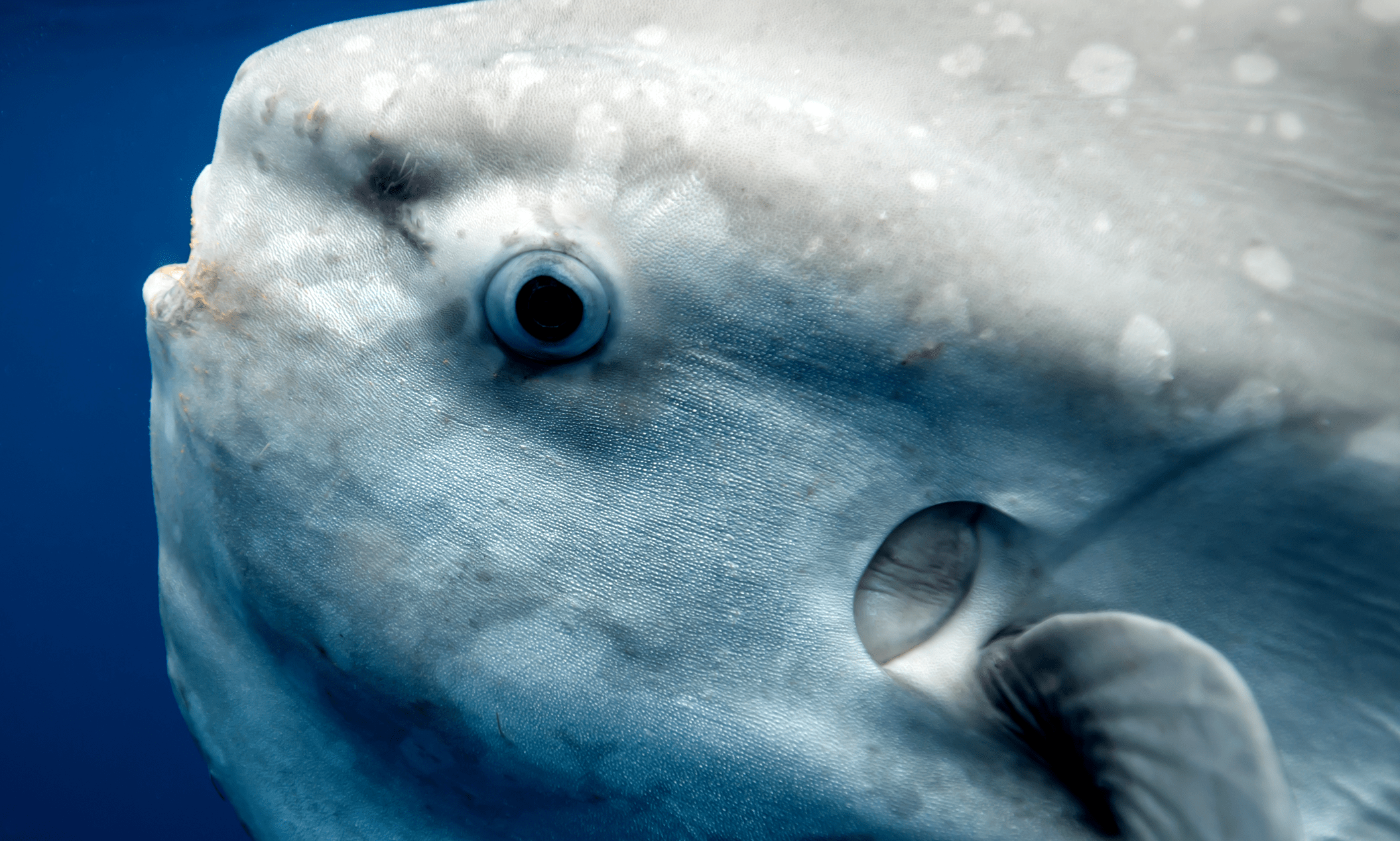 Paddleboarders Film Encounter With 'Bizarre' Gigantic Ocean Sunfish