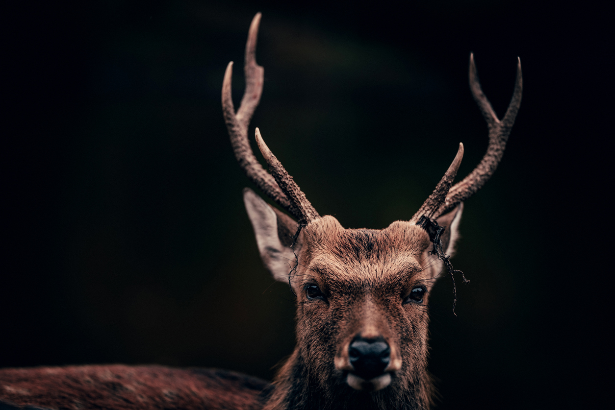 Angry Deer Attacks Rudolph The Red-Nosed Reindeer Decoration