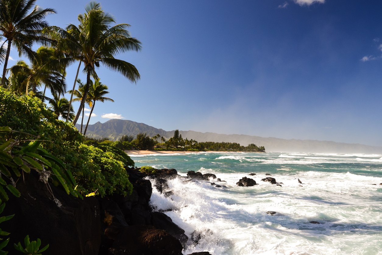 Hawaiian Surfer Attacked By Wild Boar In Ocean While Catching Waves