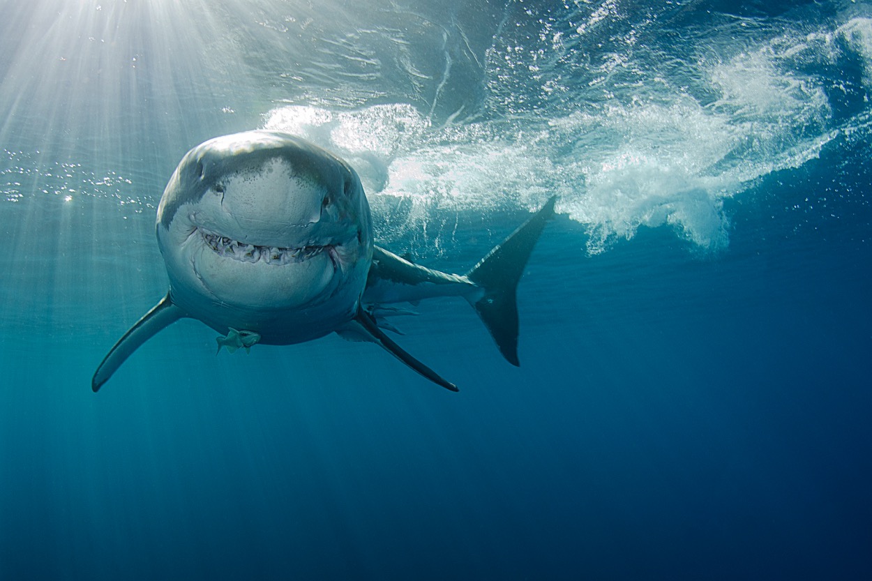 Great White Shark Releases A Massive Poop On A Diver Who Tastes It