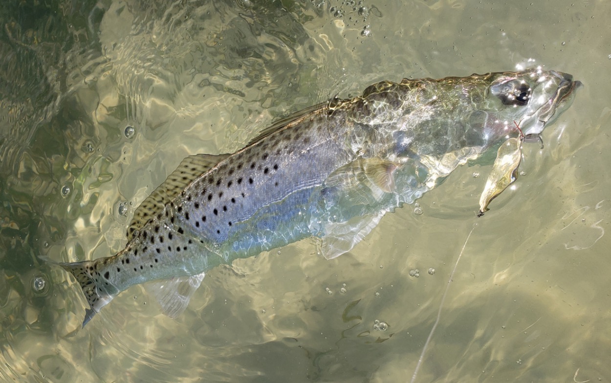 N.C. Angler Breaks 61-Year-Old Speckled Seatrout Fishing Record