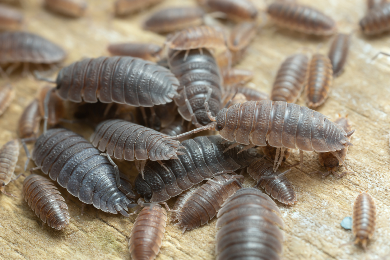 Thousands Of Roly Polies Swarm Australian Outback In Surreal Video
