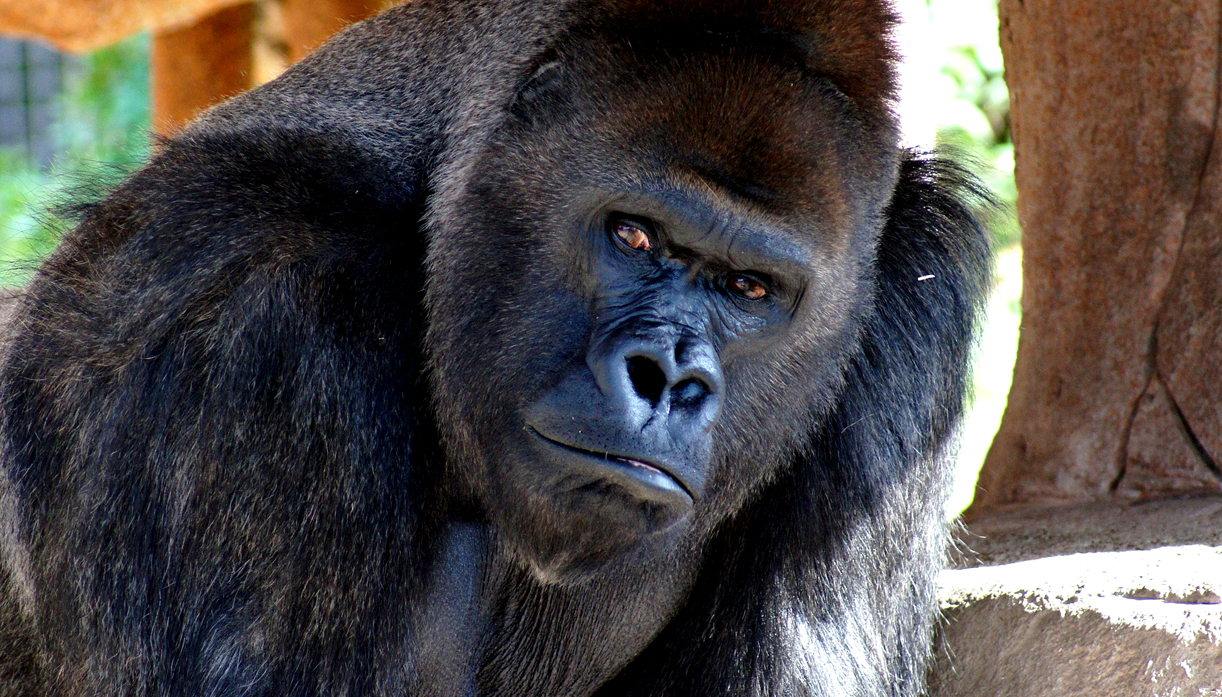 Study Of New 'Hybrid' Monkey Hearkens Back To 'Humanzee' Experiments