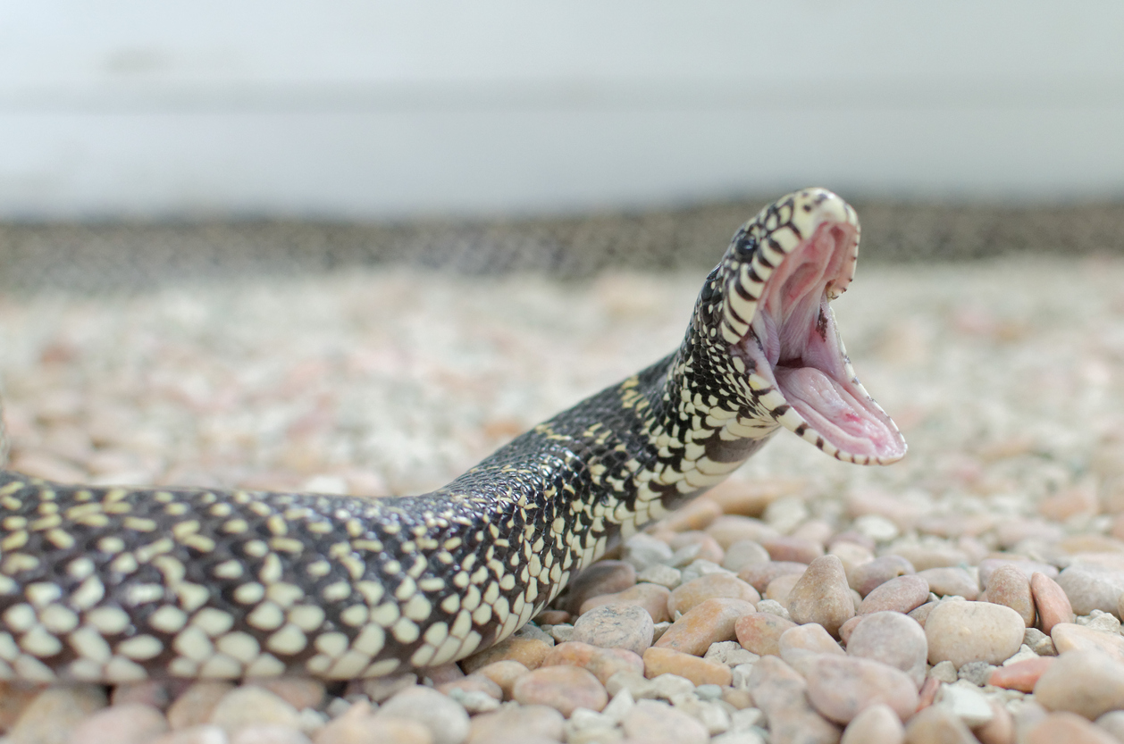 Eastern Kingsnake Devours A Massive Timber Rattlesnake In Georgia