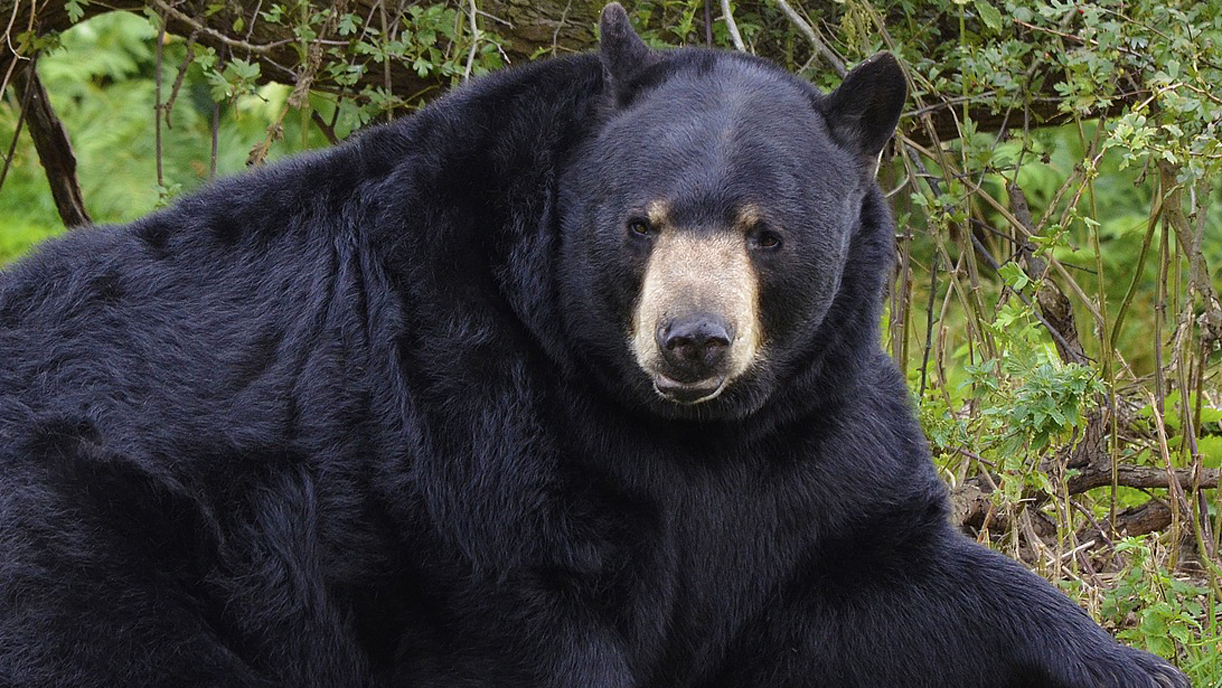 Big Black Bear Enters Home, Has A Snack In Connecticut Couples Kitchen