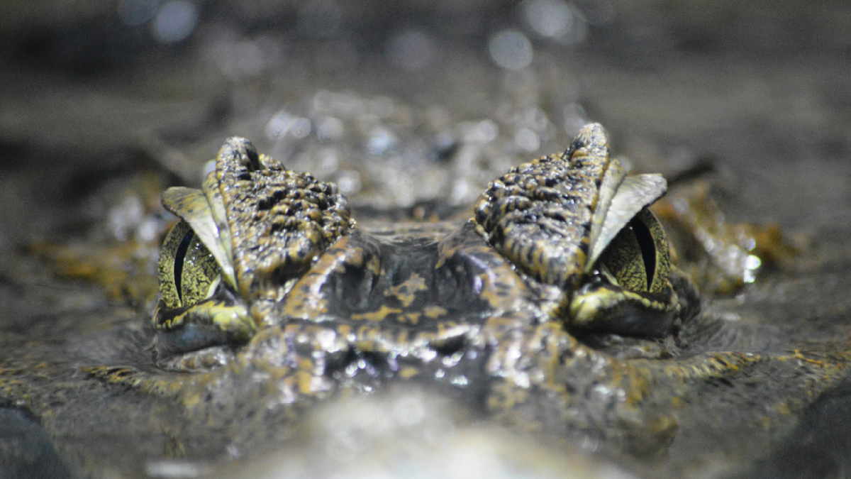 Interview With Man Who Lost Arm To An Alligator And Survived In Woods